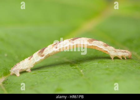 Common Eupithecia Moth (Eupithecia miserulata) caterpillar (larva Stock ...