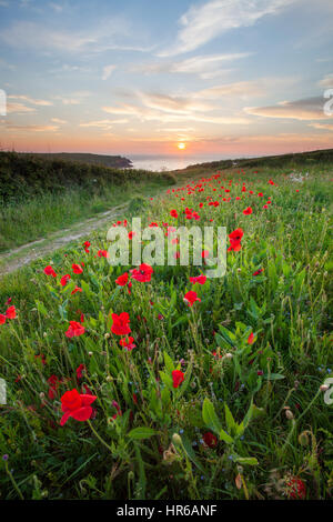 Poppies at Polly Joke, Cornwall Stock Photo - Alamy