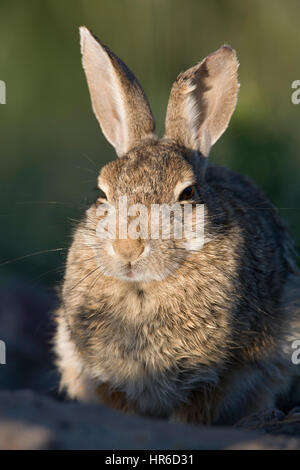 A white-tailed jackrabbit sits in the undergrowth. Taken in Edmonton ...