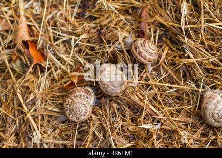 Garden snail crawling on the straw in the early morning Stock Photo - Alamy