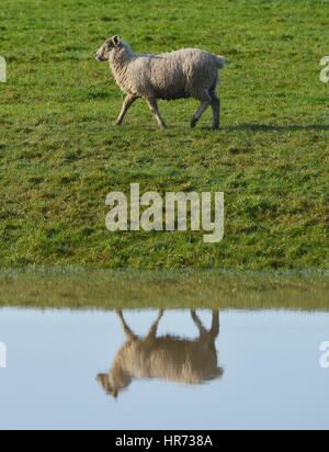 Hailsham, East Sussex, UK. 28th February 2017. Bright sunshine and blue ...