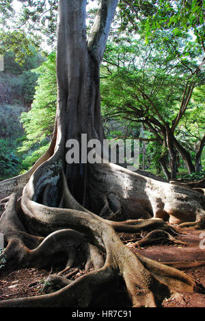 ficus tree roots allerton garden kauai Stock Photo - Alamy