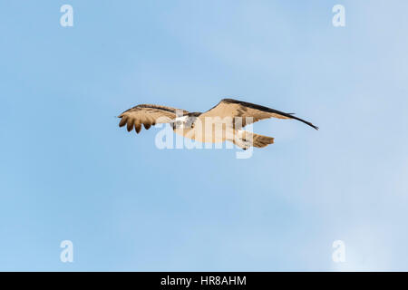 Osprey in breeding season Stock Photo - Alamy