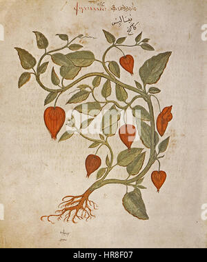 The 6th-century 'Wiener Dioskurides' manuscript illustrates Satureja ...