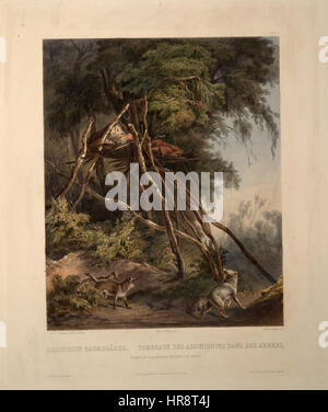 Tombs of Assiniboin indians on trees 0063v Stock Photo - Alamy