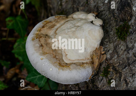 Oak Bracket Fungus: Inonotus dryadeus. At base of Oak tree. Surrey, UK ...