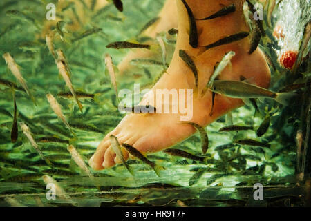 feet in fish spa aquarium. South Asia pedicure procedure. Natural ...