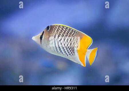 The pearlscale butterflyfish (Chaetodon xanthurus), also known as ...