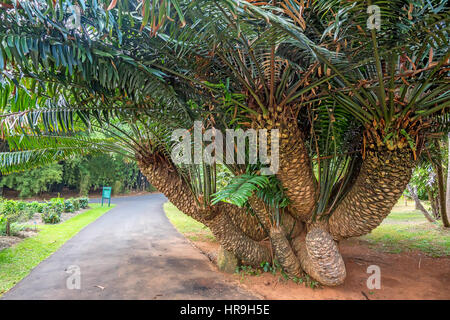 Mombasa cycad or Encephalartos hildebrandtii Stock Photo - Alamy