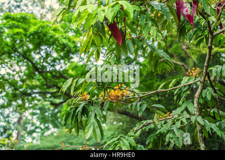 yellow saraca tree (saraca thaipingensis Stock Photo - Alamy