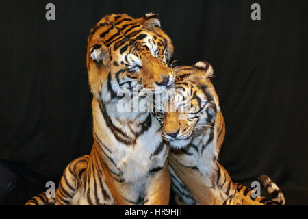 Taxidermy, Stuffed tigers (Panthera tigris), hunting trophies, on ...