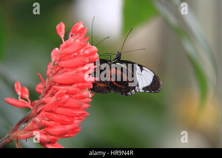 Cydno Longwing (Heliconius Cydno). Butterflies in the Glasshouse 2017 ...