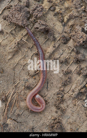 a earthworm in soil - close up shot Stock Photo - Alamy