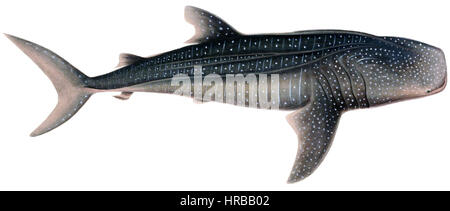 Rhinodon typicus (white background Stock Photo - Alamy