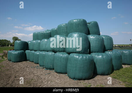 grass (hay) is cut and conserved under plastic Stock Photo - Alamy