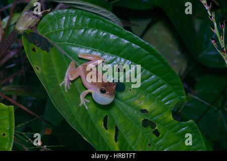 A Variable Clown Treefrog (Dendropsophus triangulum) at night in the ...