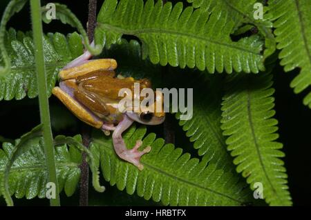 A Variable Clown Treefrog (Dendropsophus triangulum) at night in the ...