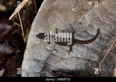 Amazon Pygmy Gecko (Pseudogonatodes guianensis) photographed on a coin ...