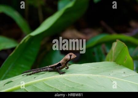 A Western Leaf Lizard (Stenocercus fimbriatus) on a downed log in the ...