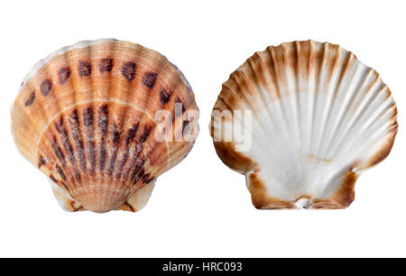 Fan-shaped sea shell isolated on white Stock Photo - Alamy