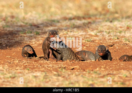 Banded mongoose, (Mungos mungo), mother with young bites to carry ...