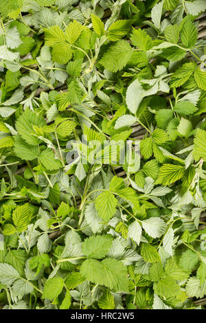 Himbeer-Blätter, Himbeerblätter gesammelt, Ernte, in einem Korb, Wilde ...