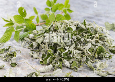 Himbeer-Blätter, getrocknete Himbeerblätter Ernte, Wilde Himbeere ...