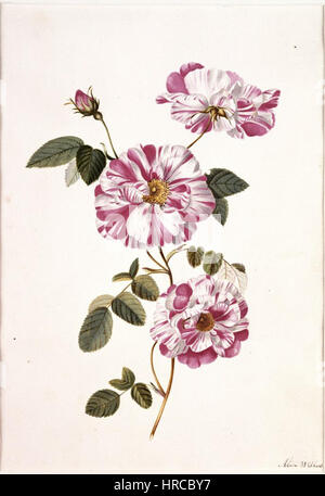 Rosa 'Rosa Mundi' illustration Stock Photo - Alamy