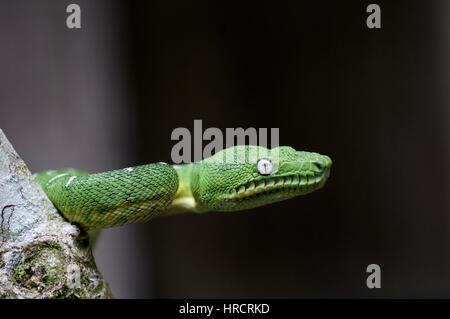 An Amazon Basin Emerald Tree Boa (Corallus batesii) in the rainforest ...
