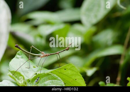 Jumping Stick Insect (Apioscelis sp) Yasuni National Park, Amazon ...