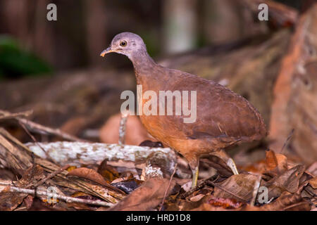 Little Tinamou, Crypturellus soui Stock Photo - Alamy
