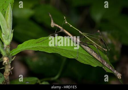Jumping Stick (Apioscelis sp Stock Photo - Alamy