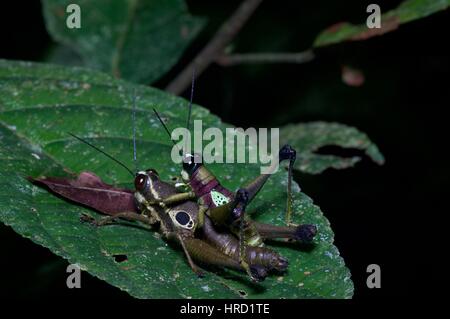 Rainforest grasshoppers (Acrididae) mating. In the Ecuadorian Amazon ...
