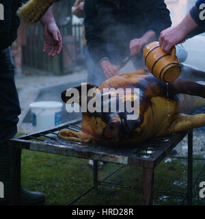Men wash a pig, after slaughtering it as a Hungarian tradition before ...