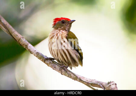 Striped Manakin (Machaeropterus regulus), photographed in Cariacica ...