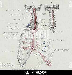 Braus 1921 7 Stock Photo - Alamy