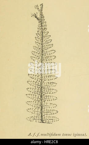 A variety of green botanical species fern clover round leafs shot in ...