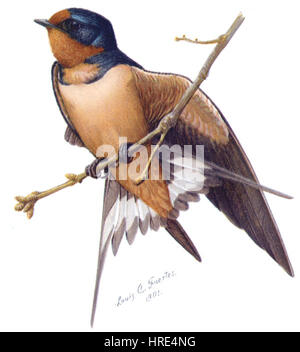 Hirundo rustica, commonly known as the barn swallow, is a species of ...