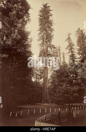 Redwood Tree, Santa Cruz, California, Carleton Watkins (American, 1829 ...