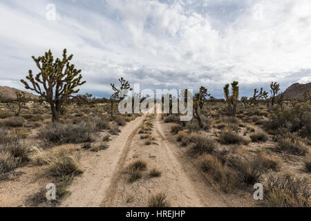 Joshua Tree Park Off Road Trail Stock Photo - Alamy