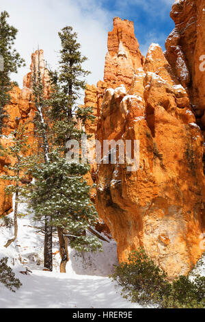 Image of snow trail and trees in forest Stock Photo - Alamy