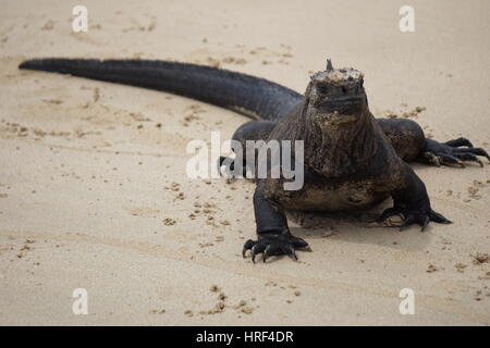 Endemic marine iguana leaves footprints on beach Stock Photo - Alamy