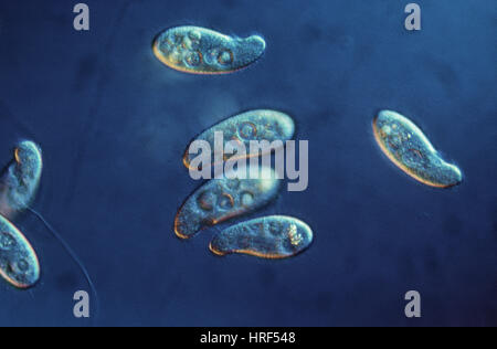 Protozoa, Colpidium, LM Stock Photo - Alamy
