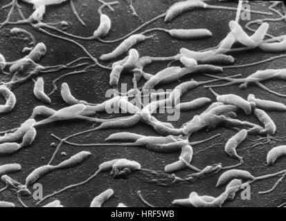 Caulobacter crescentus, SEM Stock Photo - Alamy