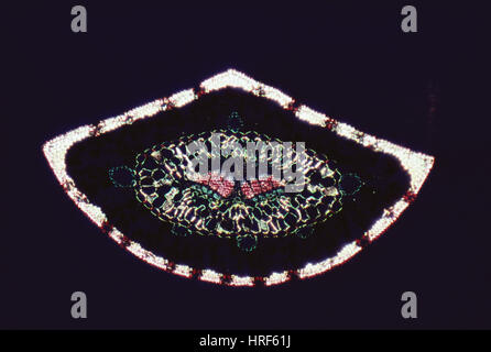 Pine Leaf Structure Stock Photo - Alamy