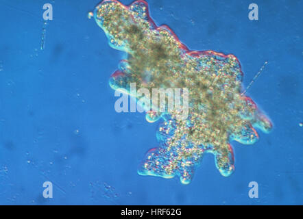 Giant Amoeba, Chaos chaos Stock Photo: 167235419 - Alamy