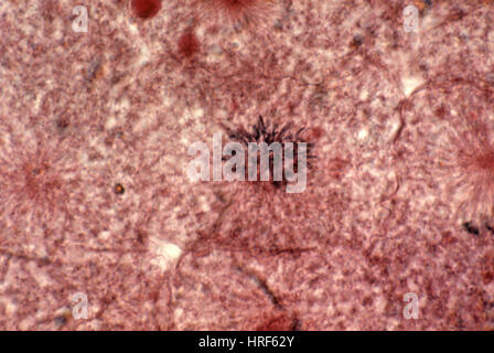 Whitefish Cells, Prophase, LM Stock Photo - Alamy