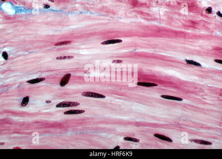 Smooth muscle, light micrograph Stock Photo - Alamy