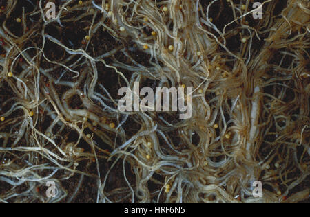Golden potato cyst nematode Globodera rostochiensis cysts on a potato ...