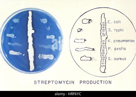 Streptomyces culture Stock Photo - Alamy